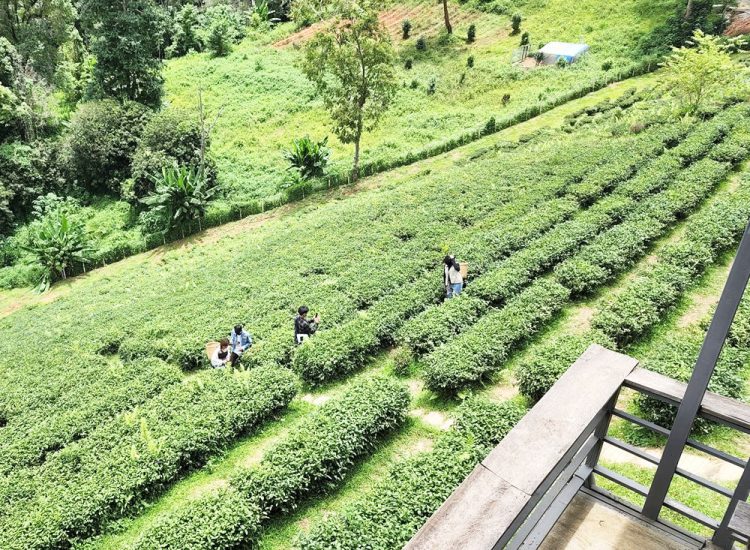 เที่ยวเชียงใหม่ ไร่ชาลุงเดช ที่พักหลักร้อย ชมวิวหลักล้าน | Go Out ไป ...